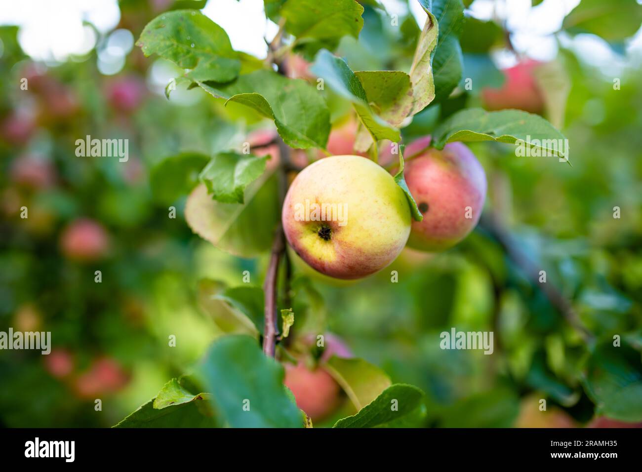 Red apples on apple tree branch on warm autumn day. Harvesting ripe ...