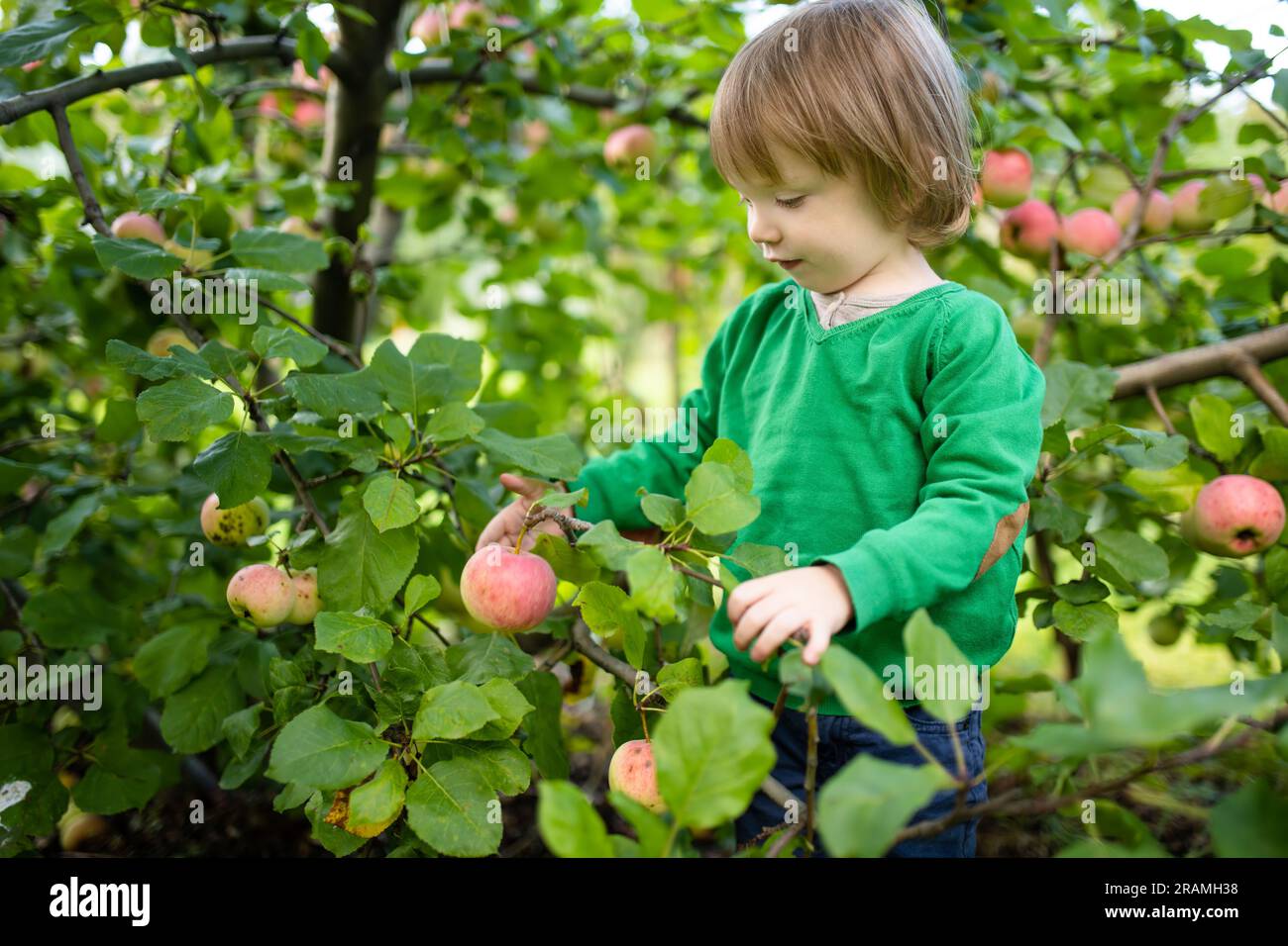 Cute toddler boy helping to harvest apples in apple tree orchard in ...