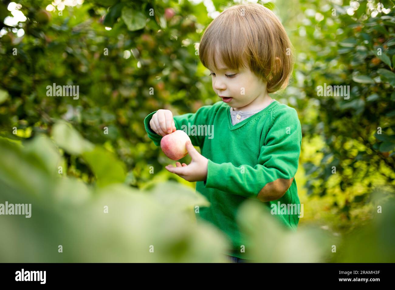 Cute toddler boy helping to harvest apples in apple tree orchard in ...