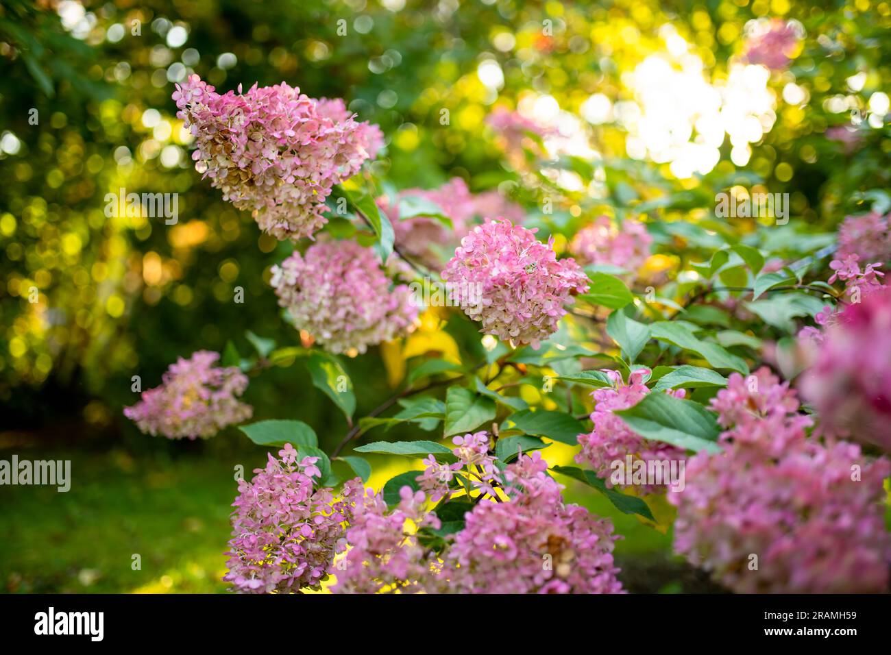 Tender pink flowers of hydrangea arborescens, backlit by the low ...