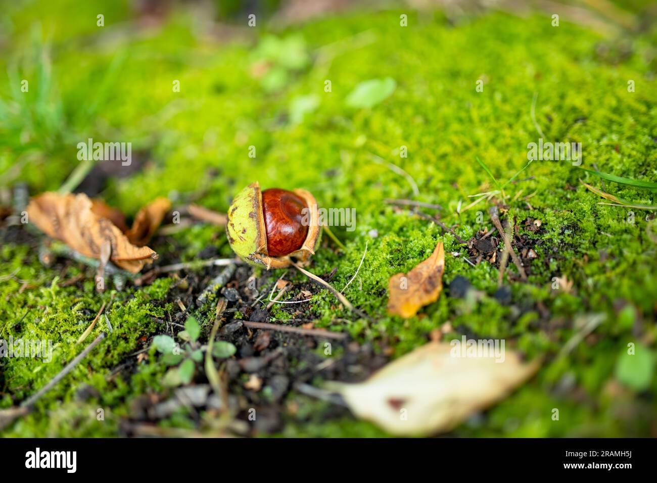 Chestnuts lying on the ground in autumn. Beauty in nature Stock Photo ...