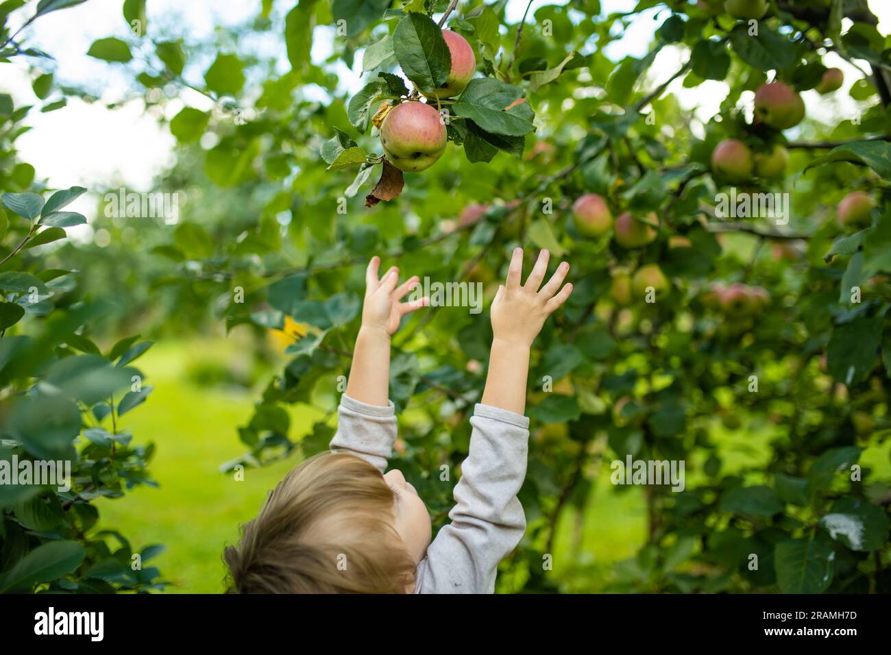 Cute toddler boy helping to harvest apples in apple tree orchard in ...