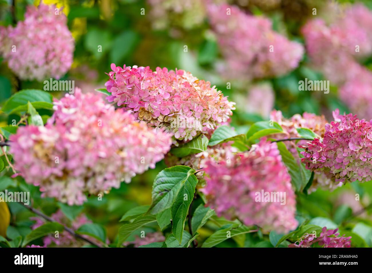 Tender pink flowers of hydrangea arborescens, backlit by the low ...