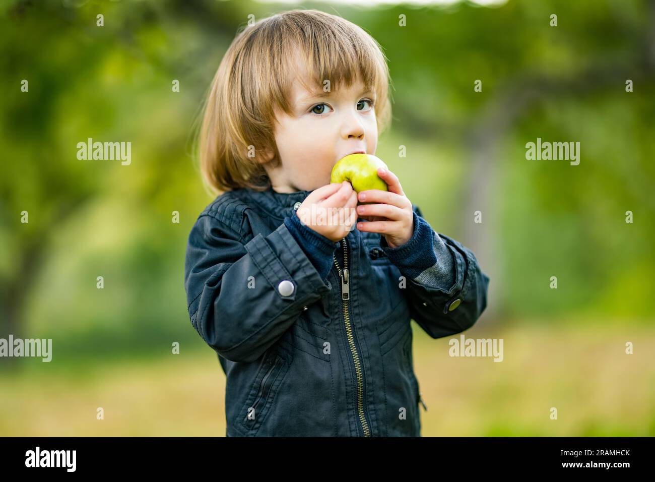 Cute toddler boy eating an apple in apple tree orchard in summer day ...