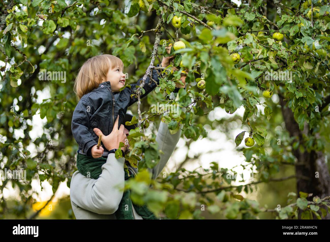 Cute toddler boy helping to harvest apples in apple tree orchard in ...