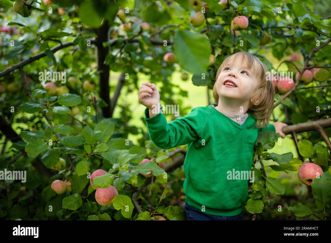 Cute toddler boy helping to harvest apples in apple tree orchard in ...