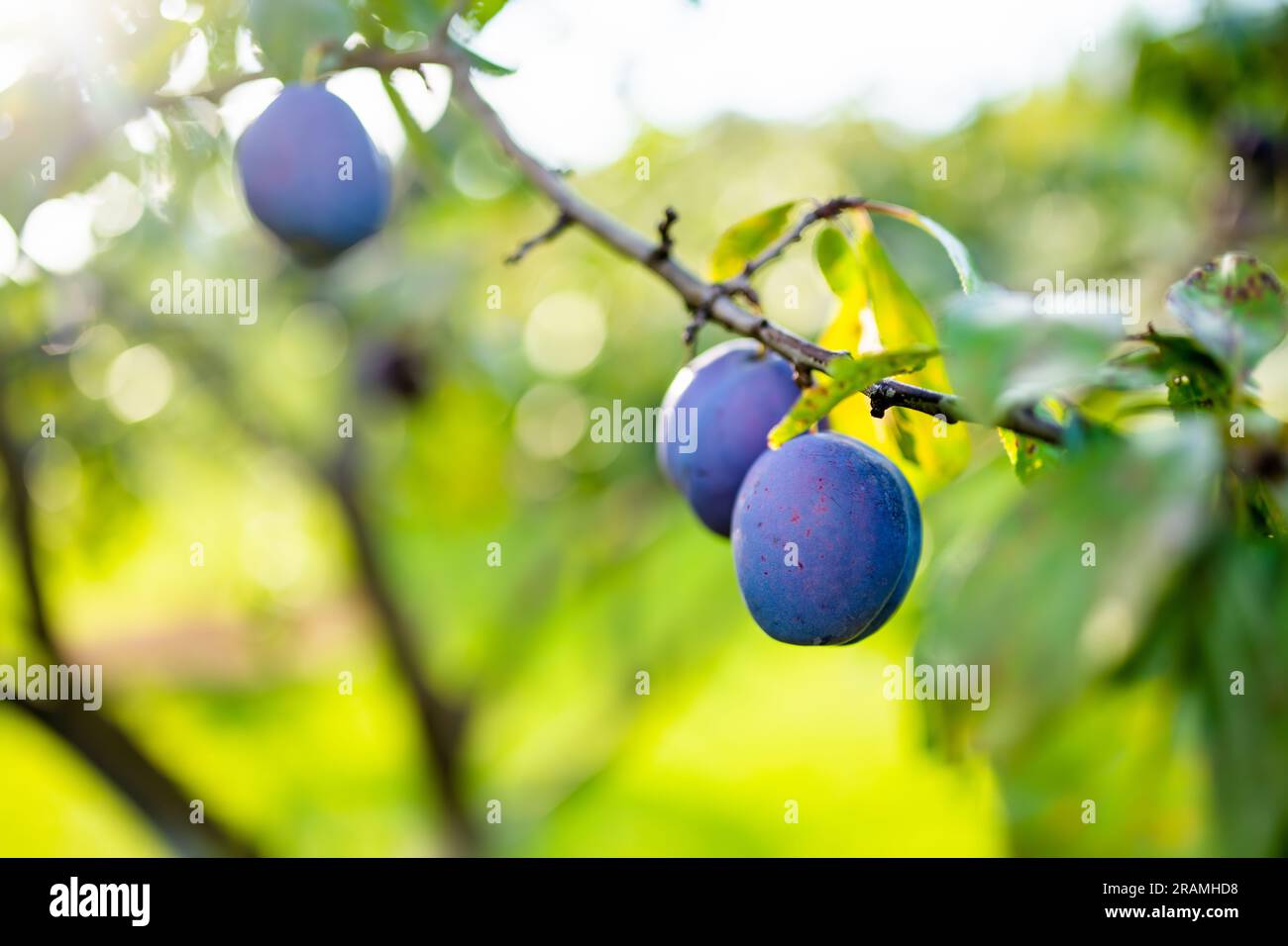 Purple plums on a tree branch in the orchard. Harvesting ripe fruits on ...