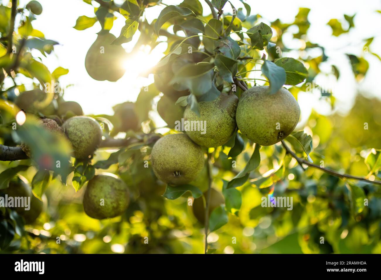 Green pears on pear tree branch on warm autumn day. Harvesting ripe ...
