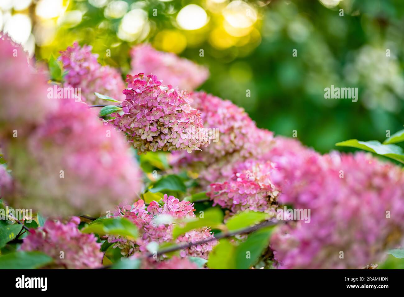 Tender pink flowers of hydrangea arborescens, backlit by the low ...