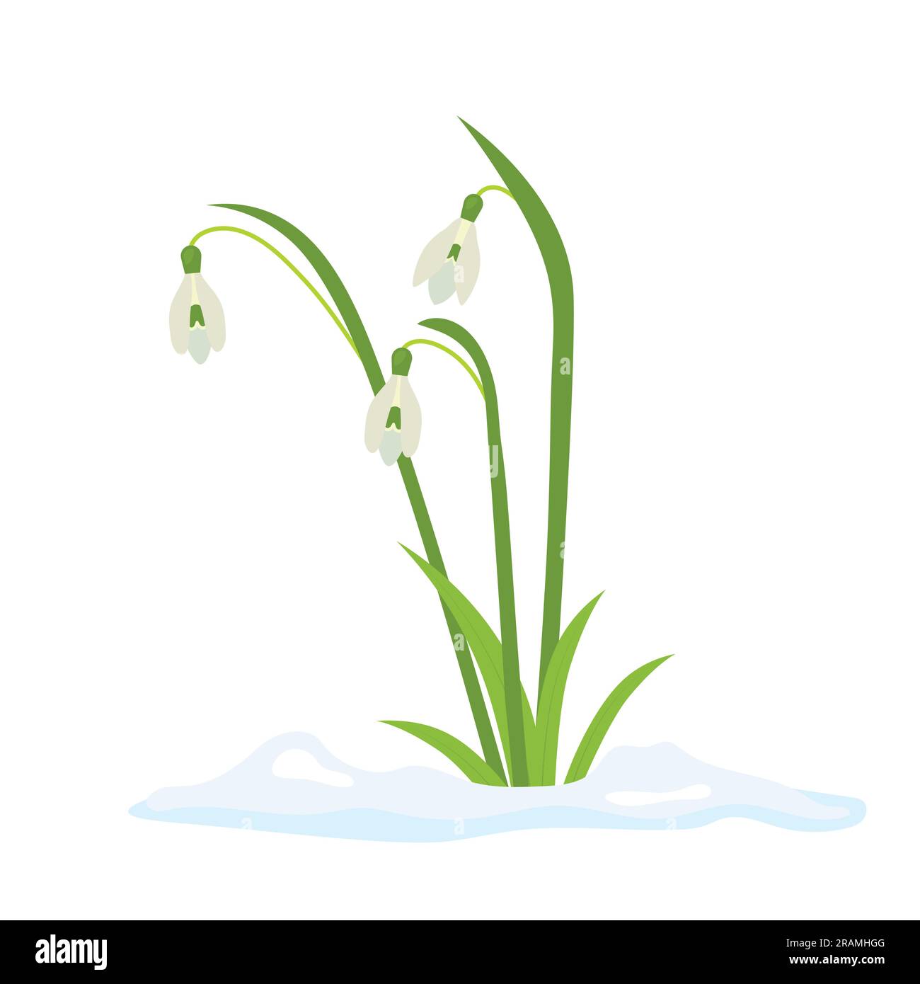 snowdrops in snow, first spring flowers -vector illustration Stock ...