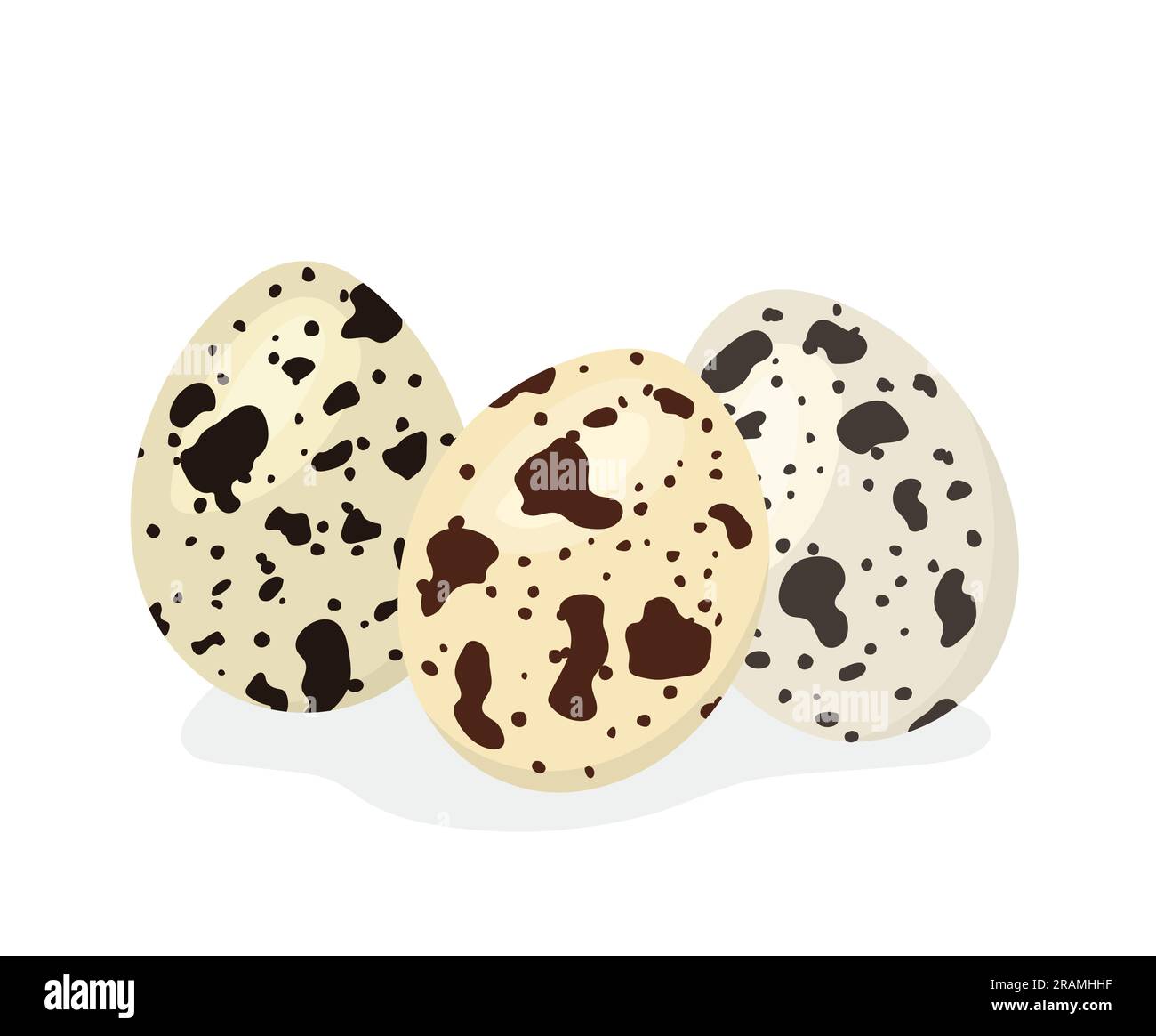 Quail eggs vector vectors hi-res stock photography and images - Alamy