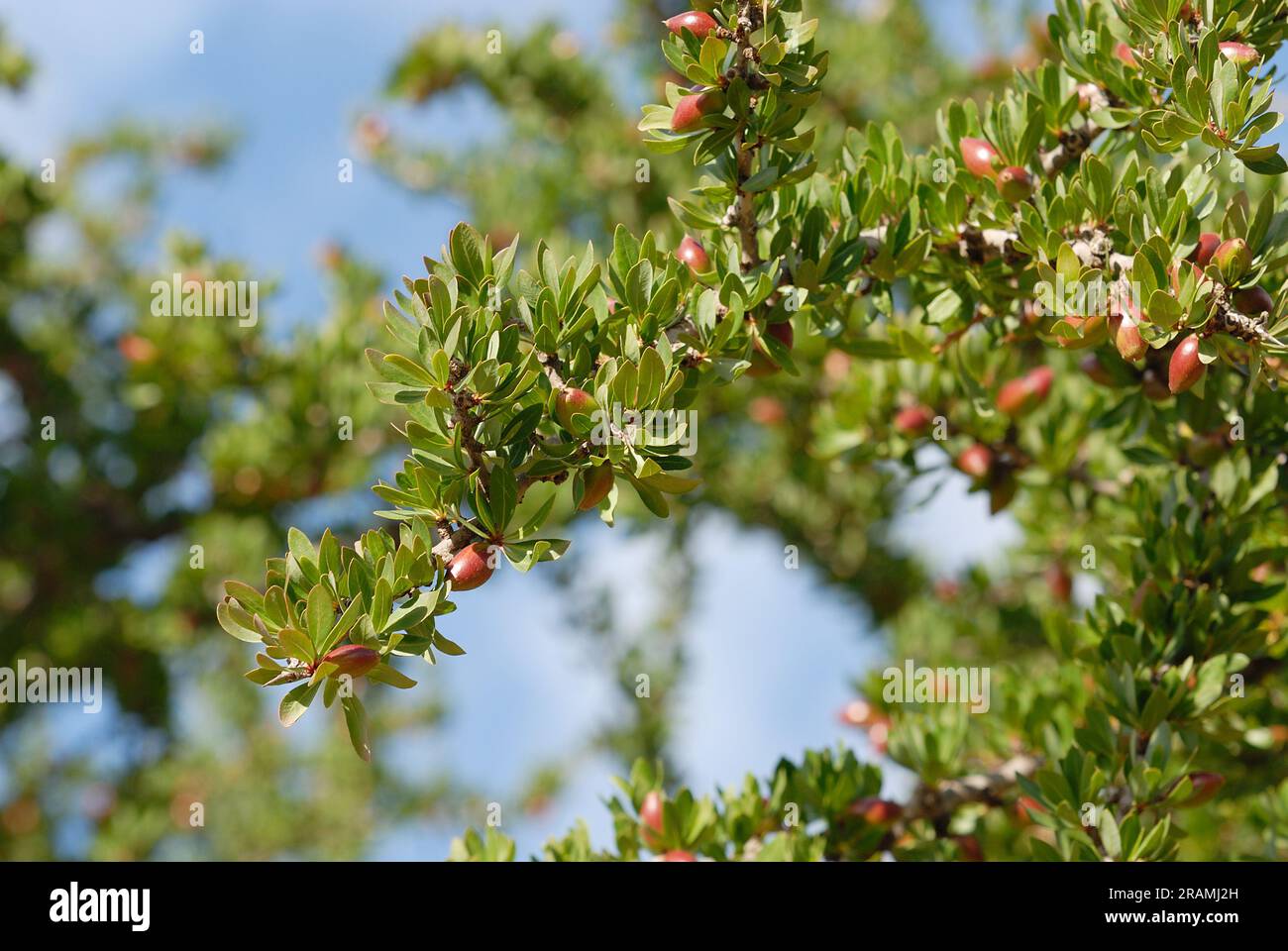 Focus of the famous argan tree nuts. The argan tree is in the ...