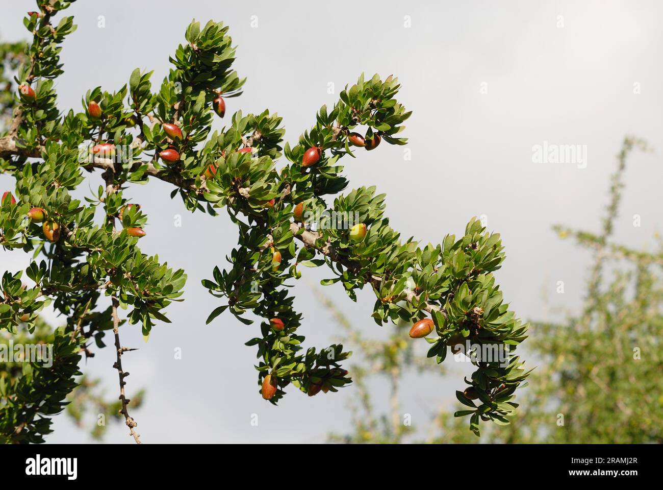 Focus of the famous argan tree nuts. The argan tree is in the ...