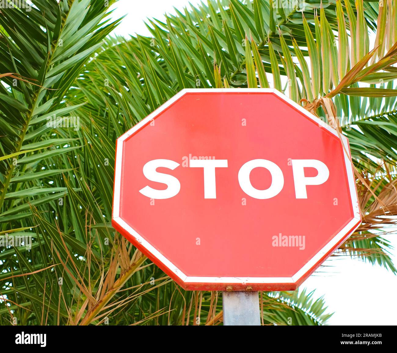 Red stop road sign with palm tree leaves in the background Stock Photo ...