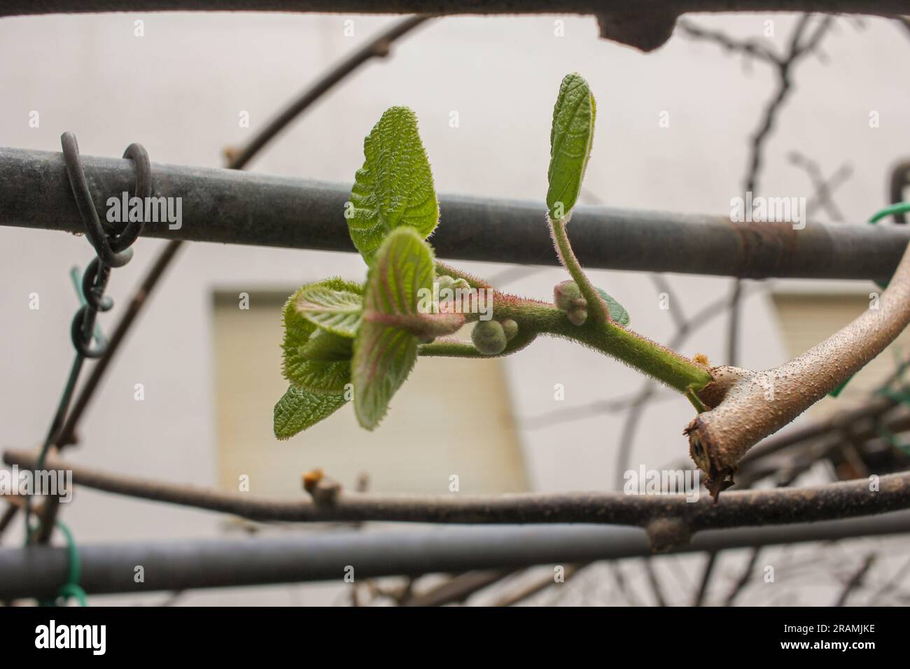 first tender leaves in my kiwi tree in spring Stock Photo - Alamy