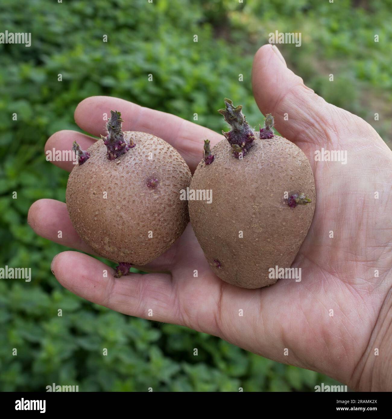 Sprouted tubers potato in farmer hand. Inspection of seed potatoes ...