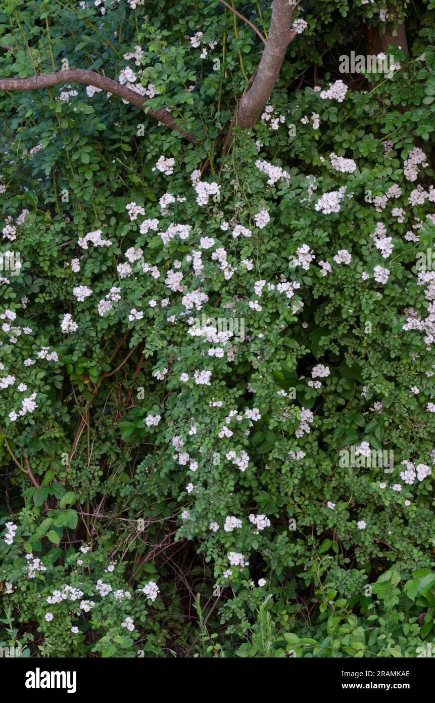 Multiflora Rose, Rosa multiflora Stock Photo - Alamy