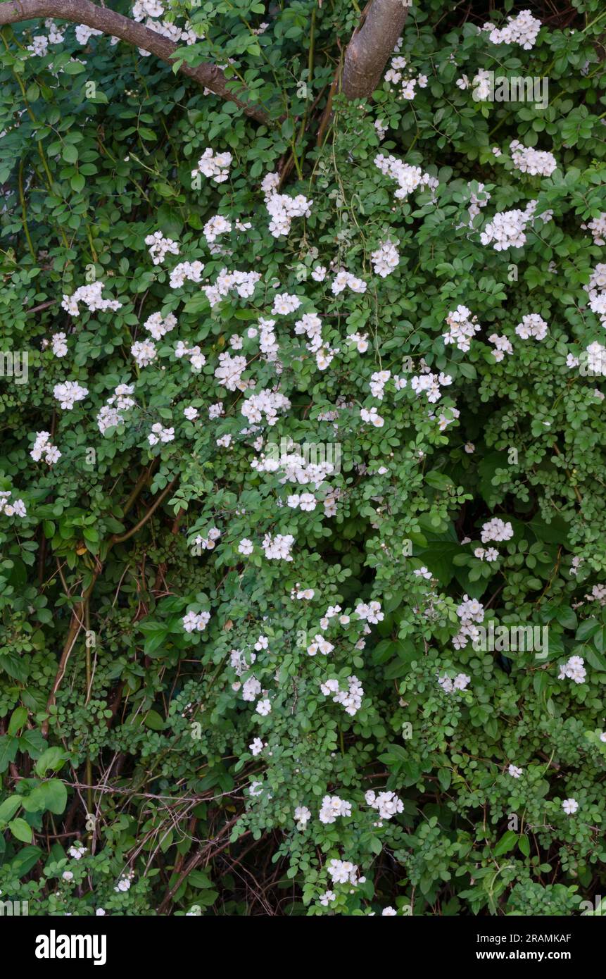 Multiflora Rose, Rosa multiflora Stock Photo - Alamy