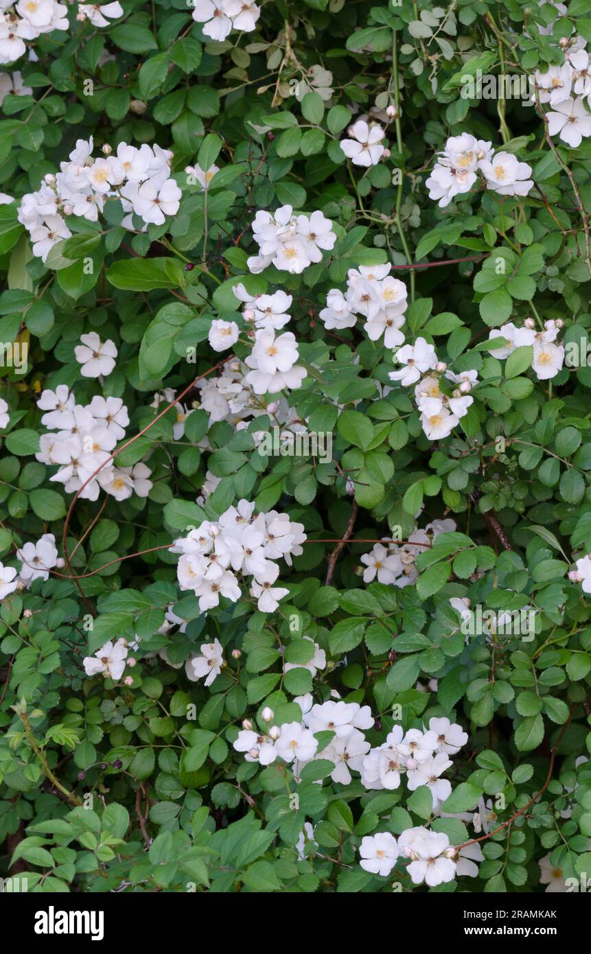 Multiflora Rose, Rosa multiflora Stock Photo - Alamy