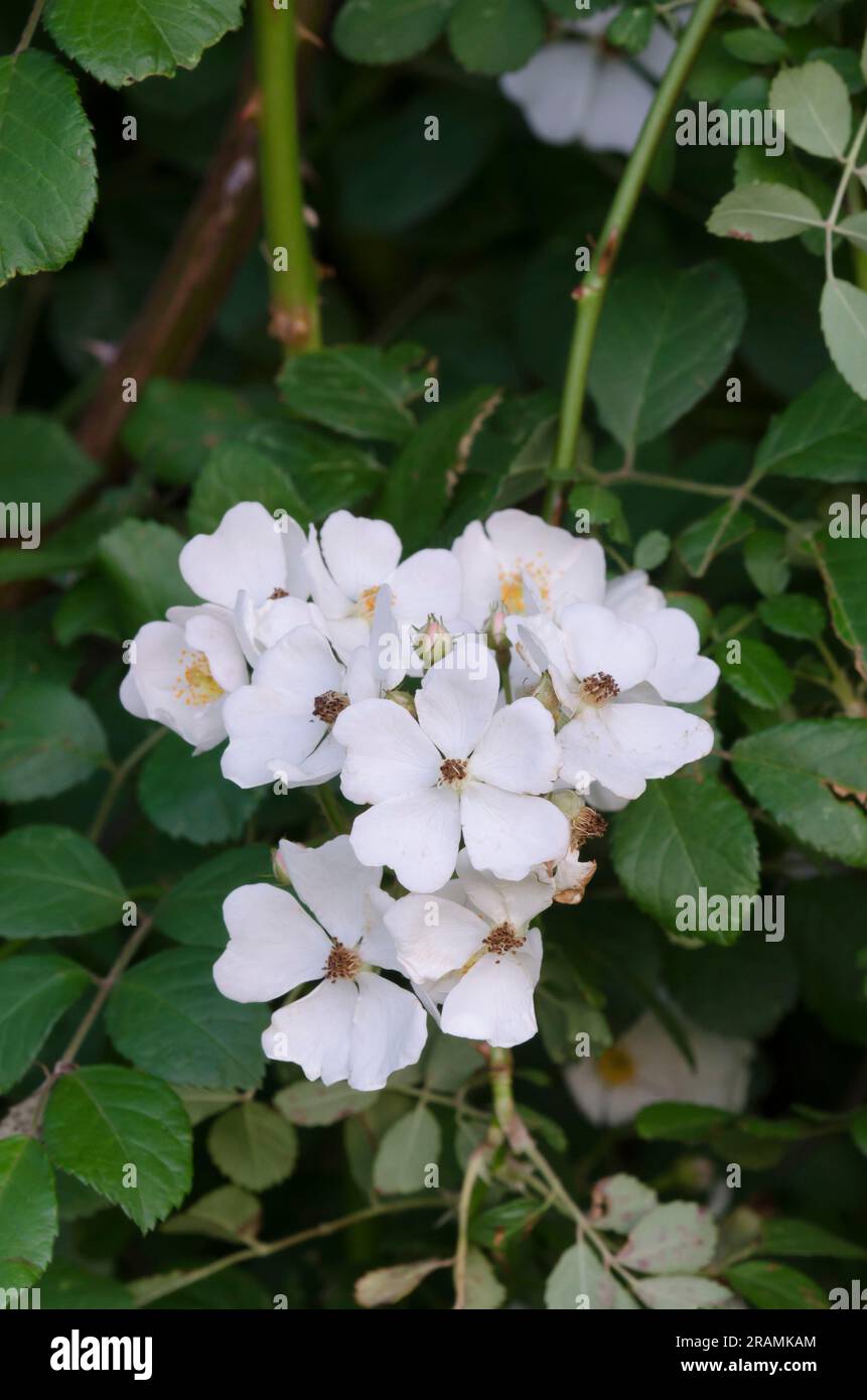 Multiflora rose hi-res stock photography and images - Alamy