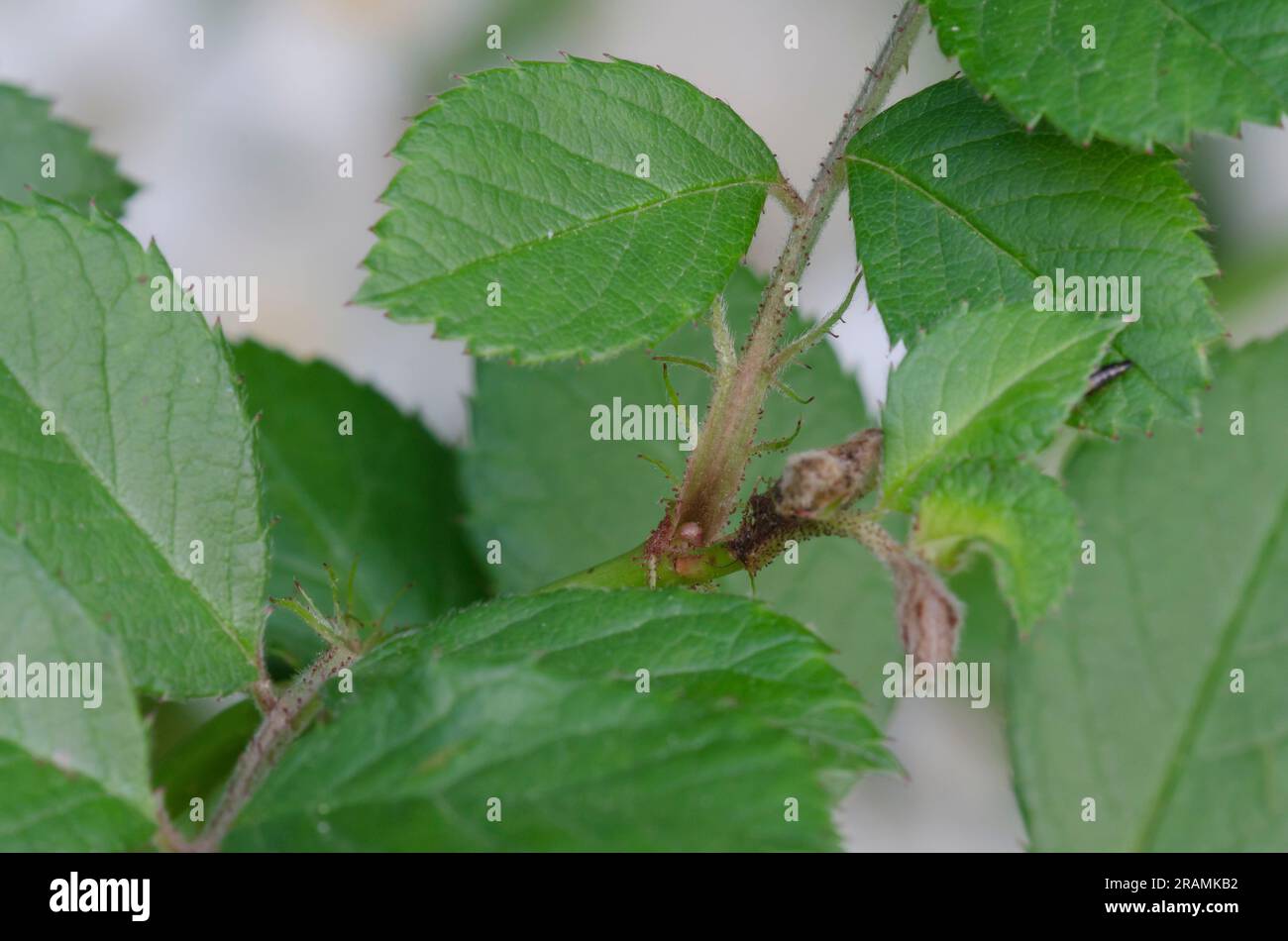 Rosa multiflora hi-res stock photography and images - Alamy