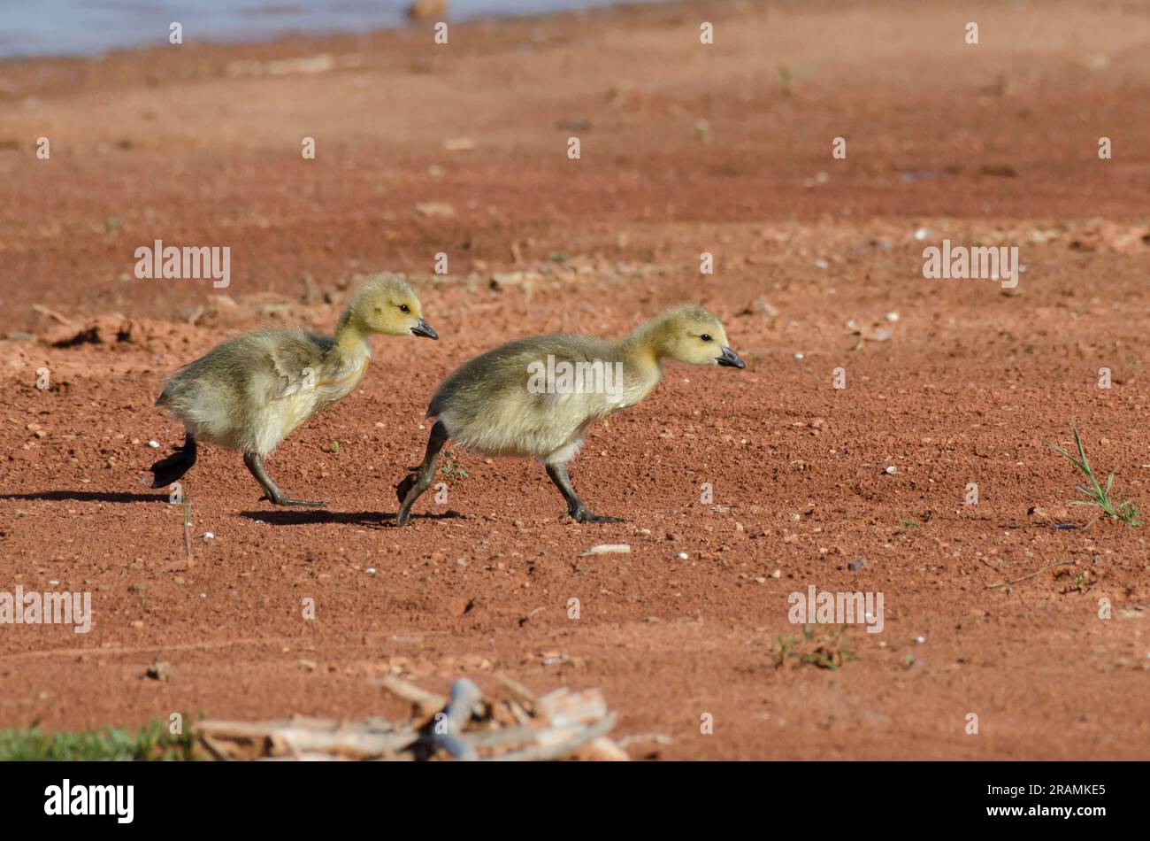 Canada Geese, Branta canadensis, goslings running ashore to feed Stock ...