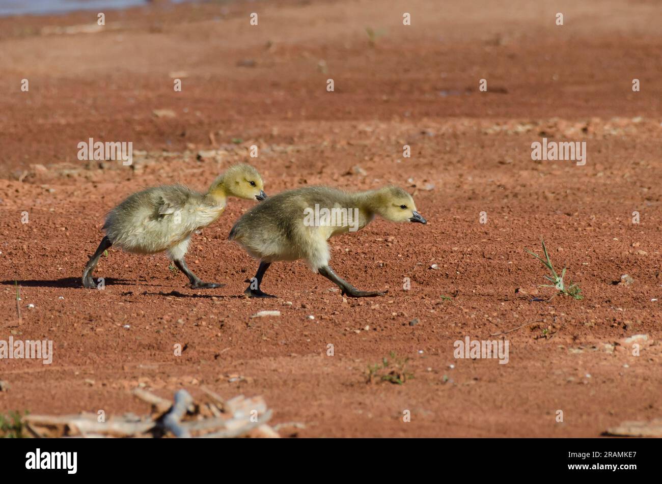 Canada Geese, Branta canadensis, goslings running ashore to feed Stock ...