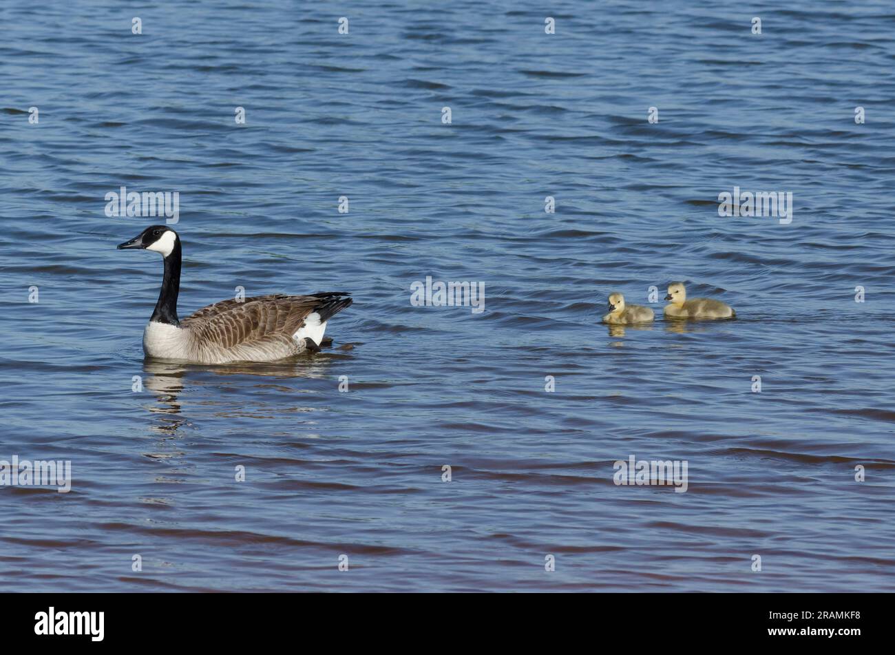 Canada Geese, Branta canadensis, adult with goslings swimming Stock ...