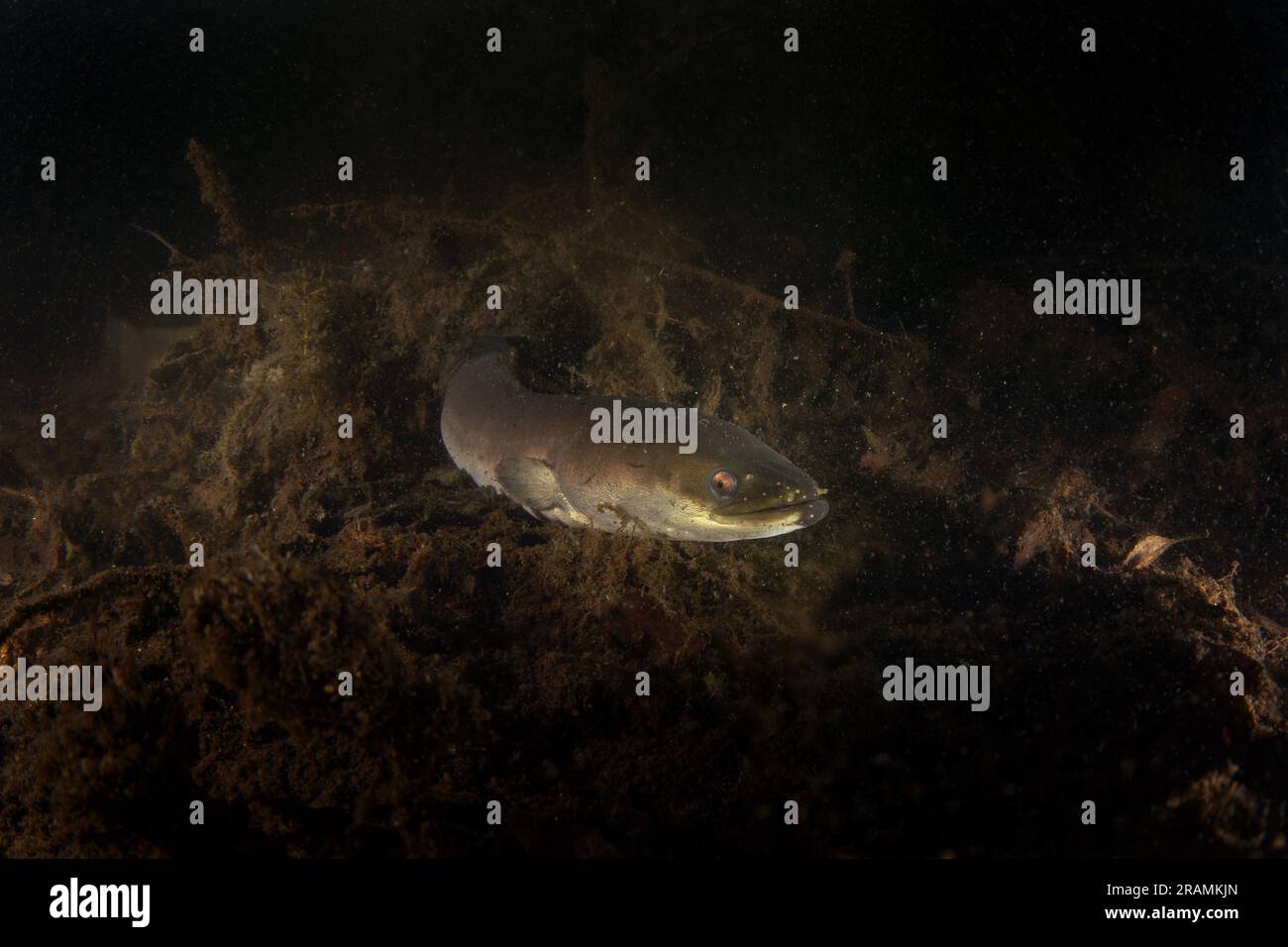 The sargasso sea eel hi-res stock photography and images - Alamy