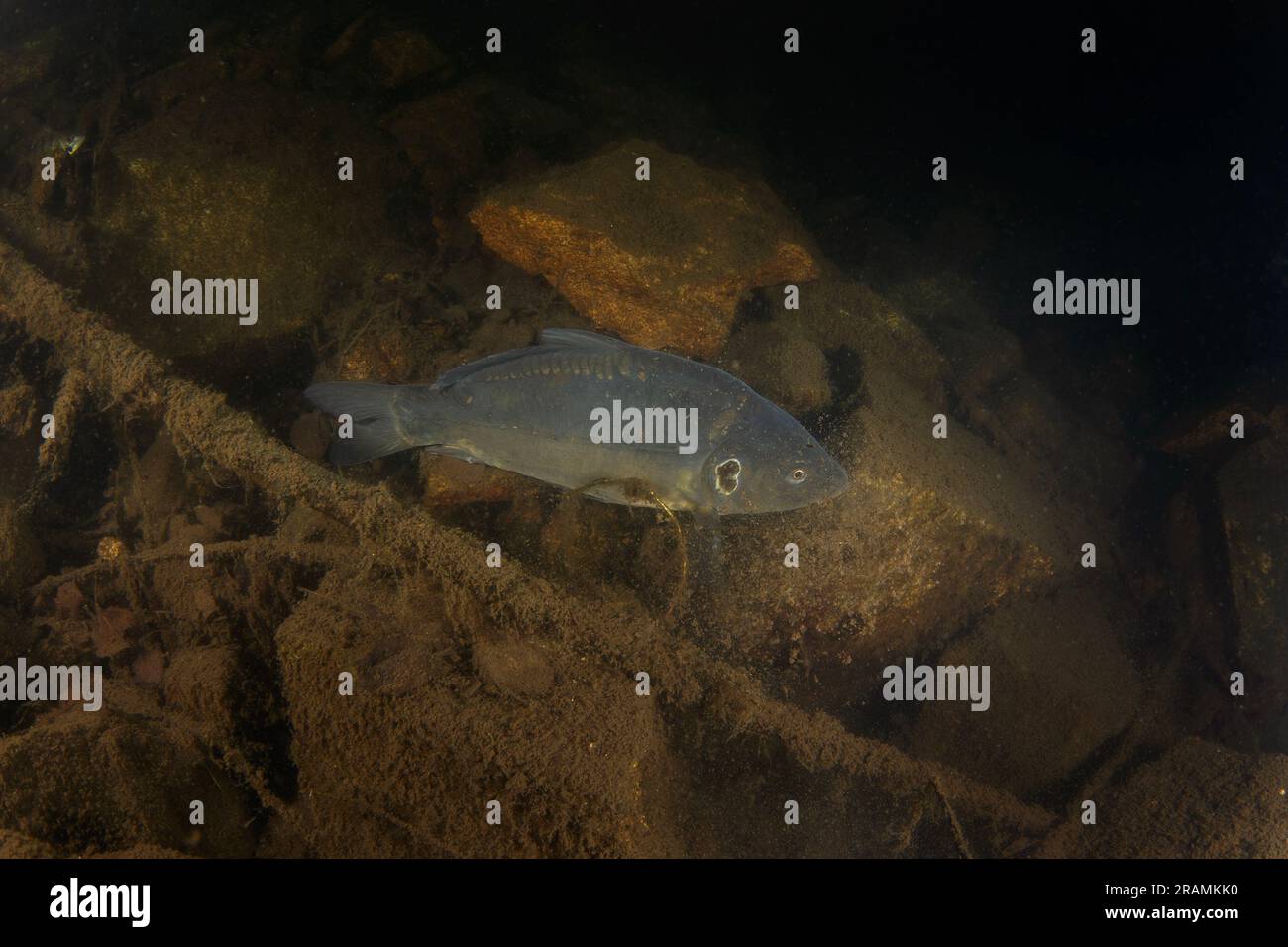 hide, summer, europe, sargasso sea, dive, fin, trophy, hunt, fishing ...