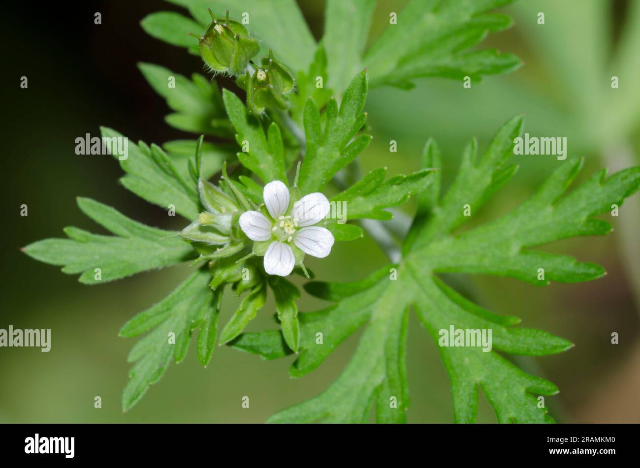 Geranium forest hi-res stock photography and images - Alamy