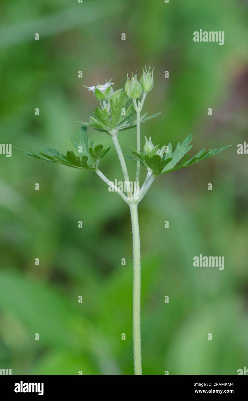 Texas Geranium, Geranium texanum Stock Photo - Alamy