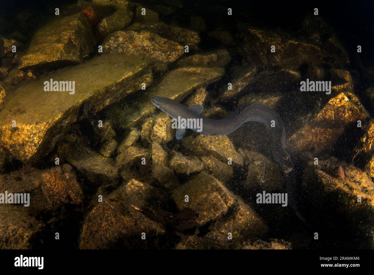 European eel during night dive. Eel is swimming on the bottom of the ...