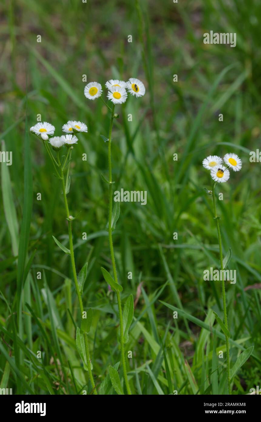 Philadelphia forest hi-res stock photography and images - Alamy