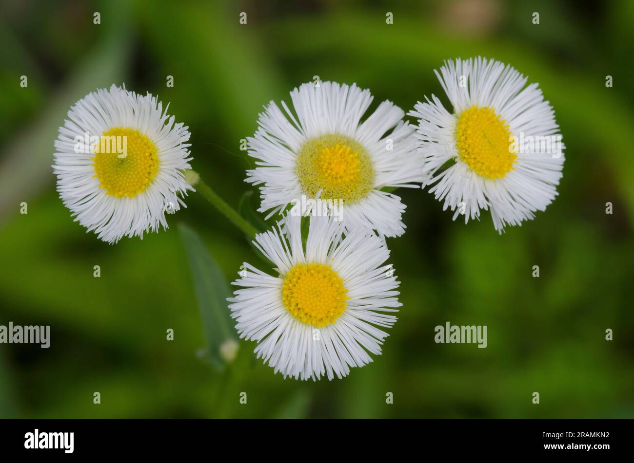 Philadelphia forest hi-res stock photography and images - Alamy