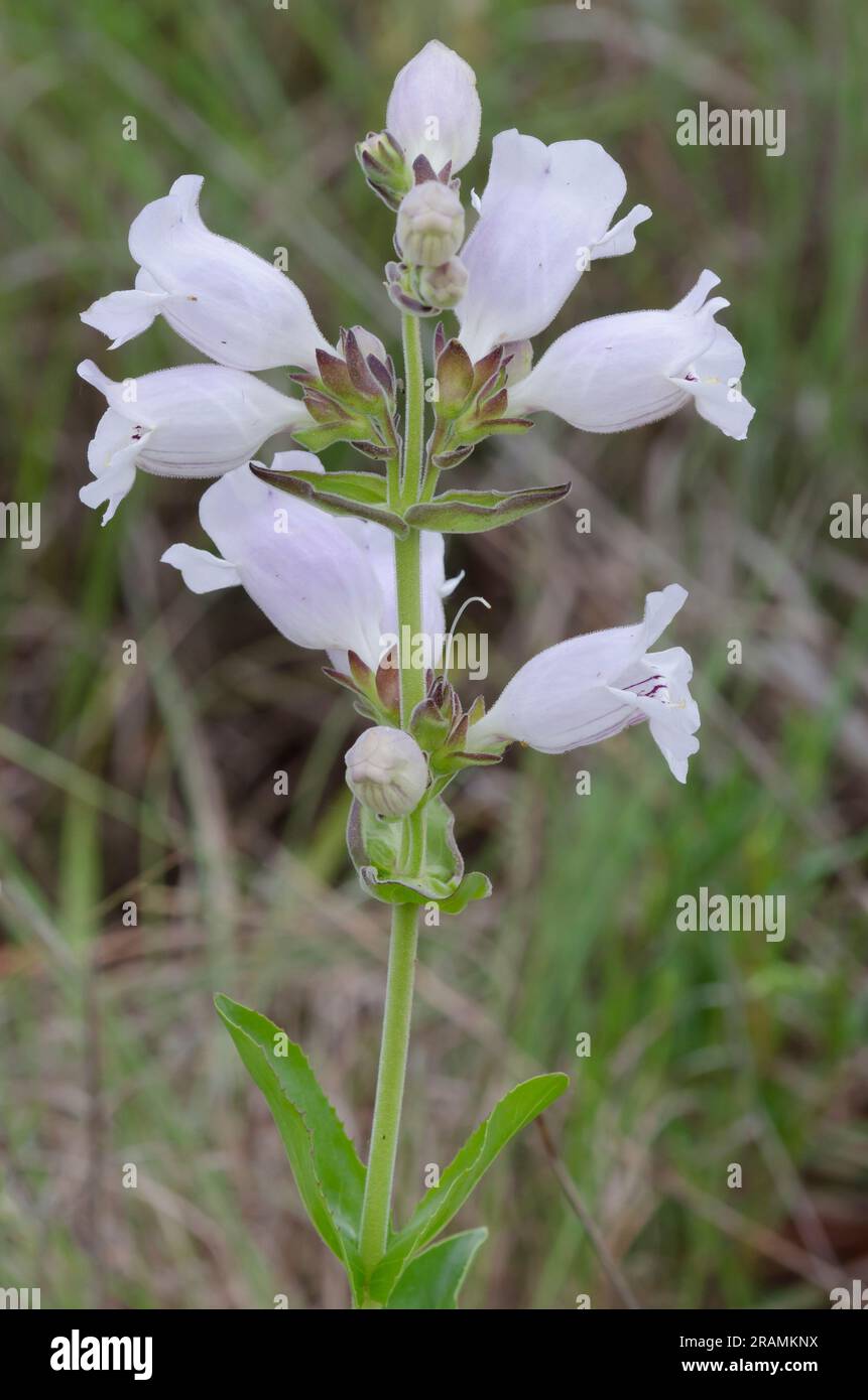 Prairie beardtongue hi-res stock photography and images - Alamy