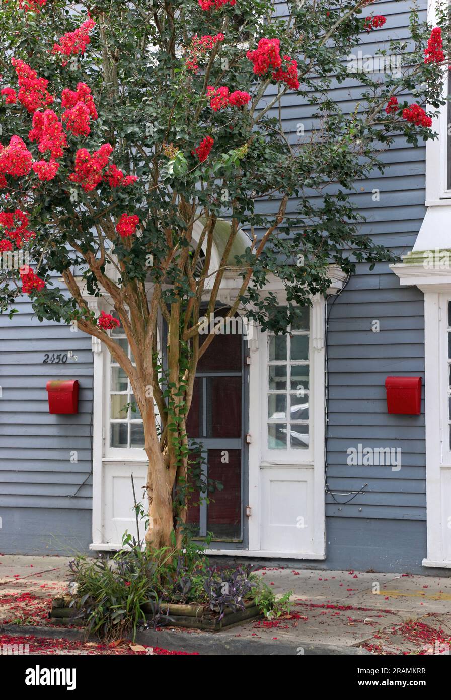 Myrtle tree hi-res stock photography and images - Alamy