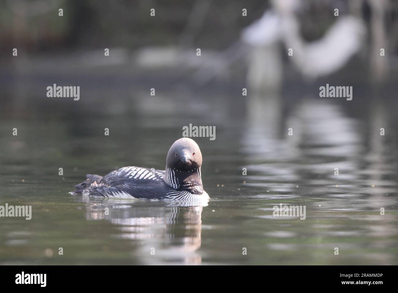 The Pacific loon or Pacific diver (Gavia pacifica), is a medium-sized ...