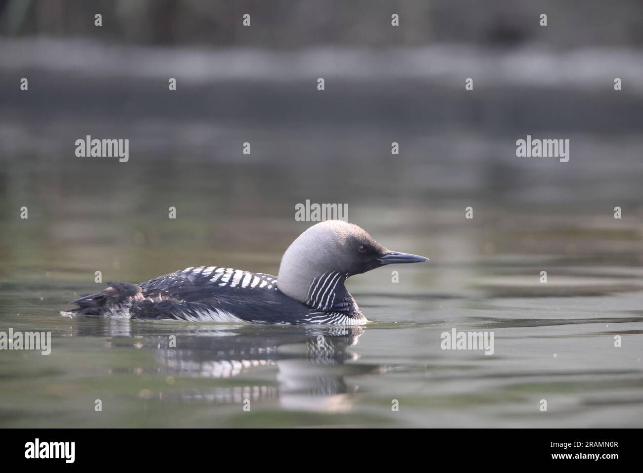 The Pacific loon or Pacific diver (Gavia pacifica), is a medium-sized ...
