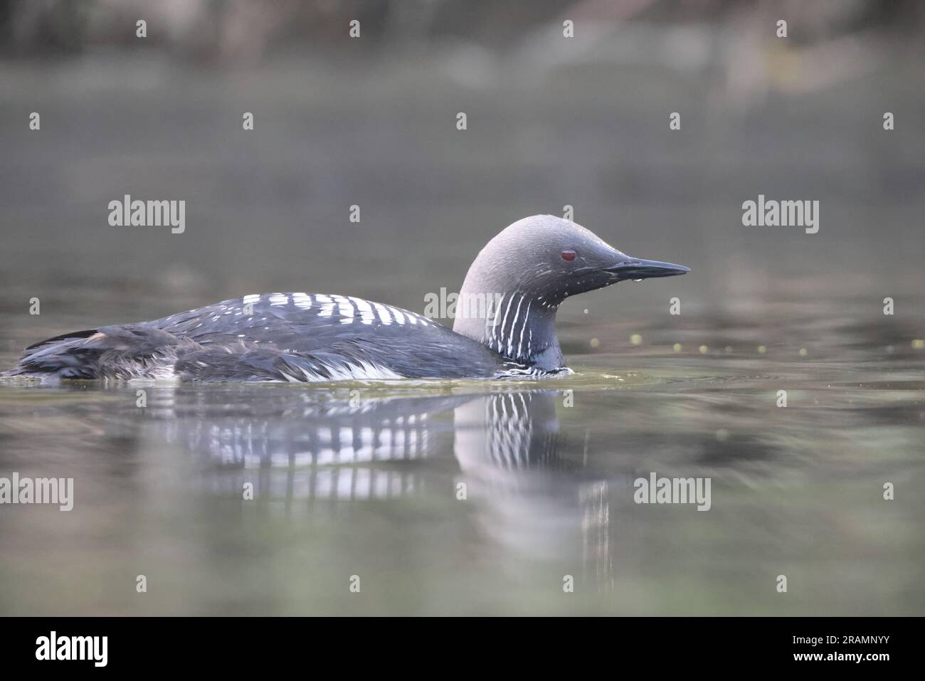 The Pacific loon or Pacific diver (Gavia pacifica), is a medium-sized ...