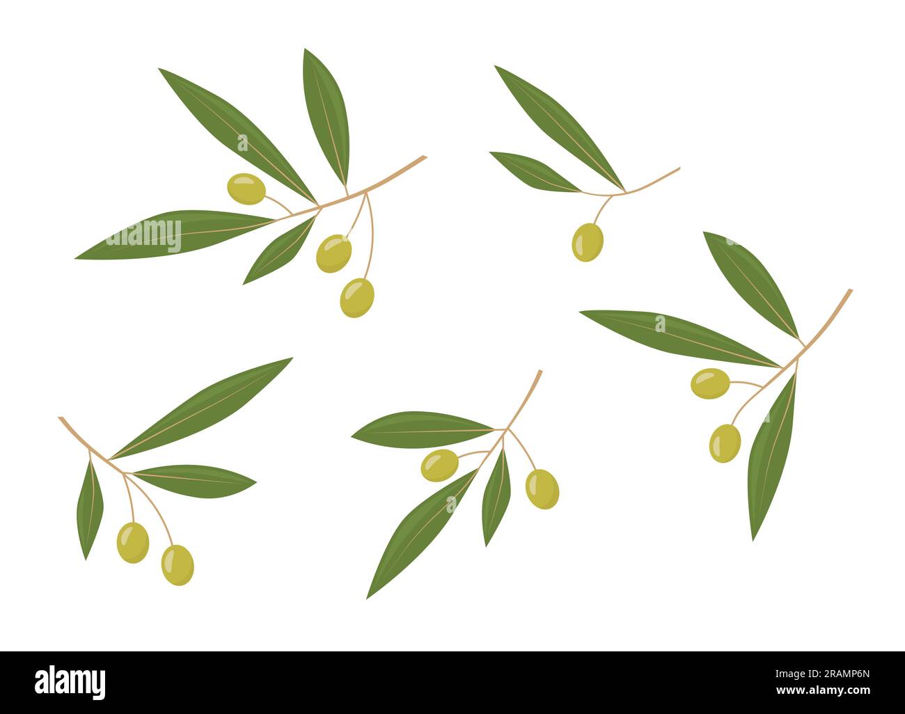 set of olive tree branches- vector illustration Stock Vector Image ...