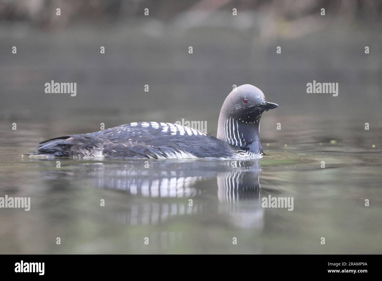 The Pacific loon or Pacific diver (Gavia pacifica), is a medium-sized ...