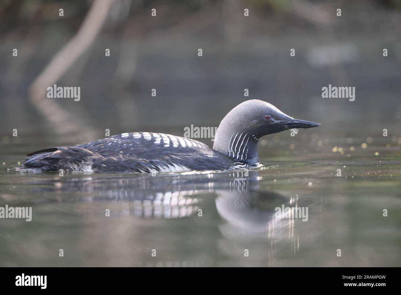 The Pacific loon or Pacific diver (Gavia pacifica), is a medium-sized ...