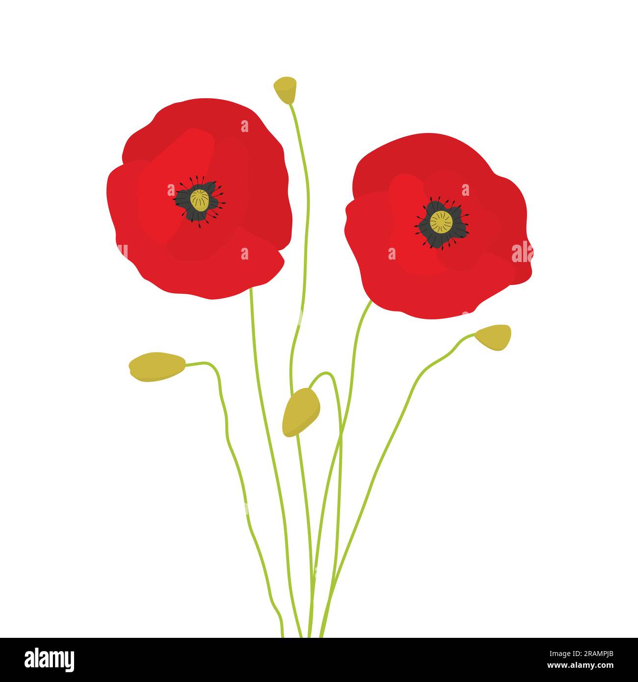 red poppy flowers - vector illustration Stock Vector Image & Art - Alamy