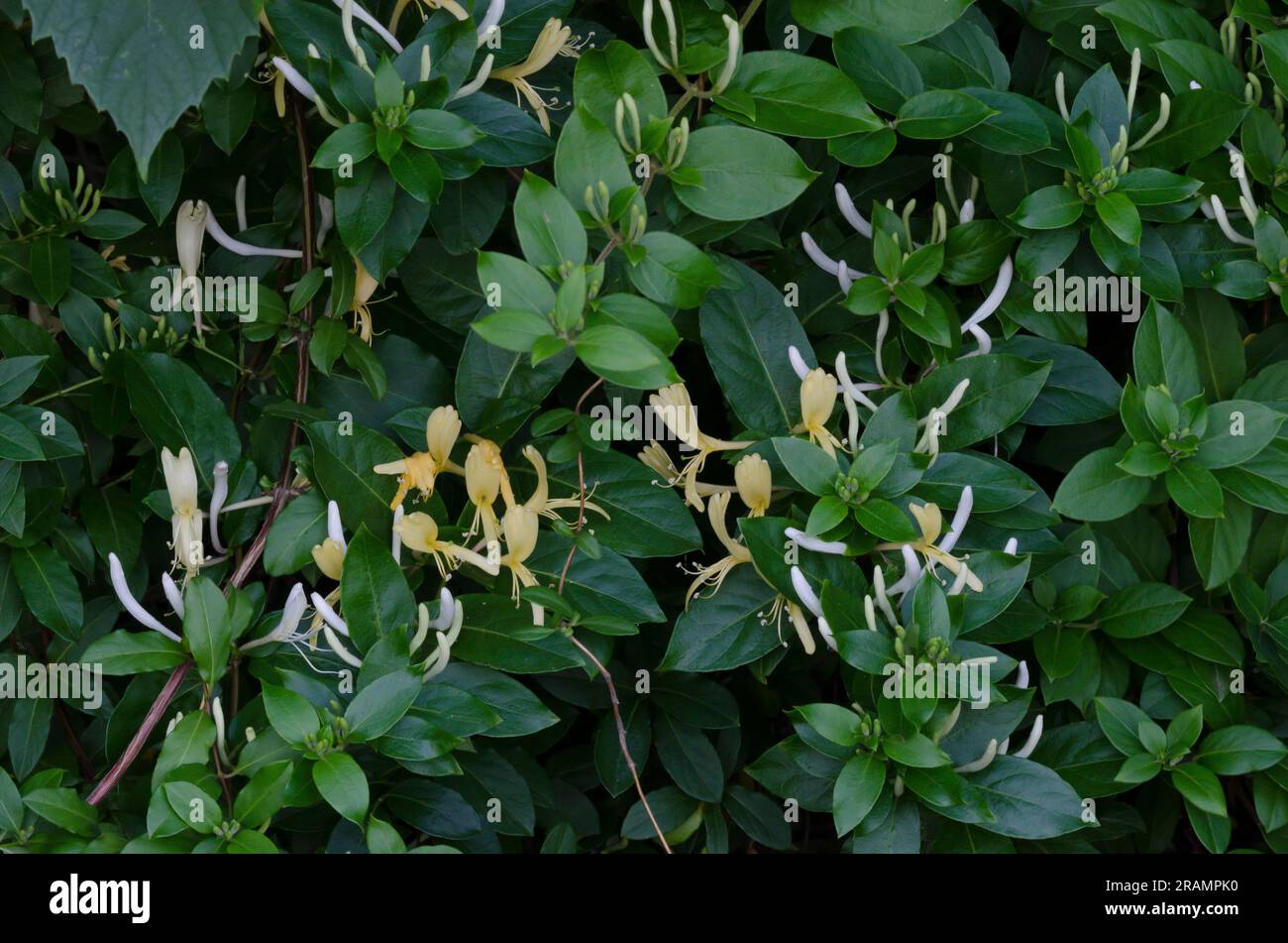 Chinese honeysuckle hi-res stock photography and images - Alamy
