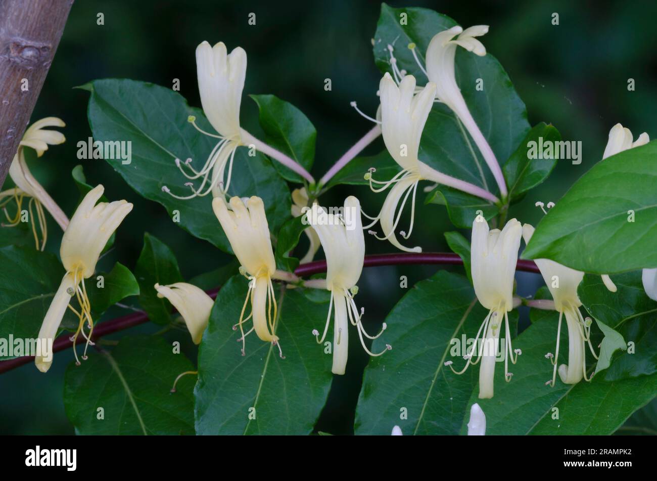 Lonicera Japonica Halls Prolific