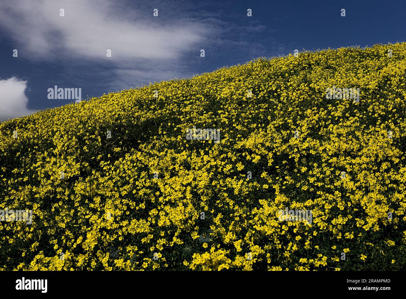 Ranunculus buttercup crowfoot flower flowering meadow pasture field ...