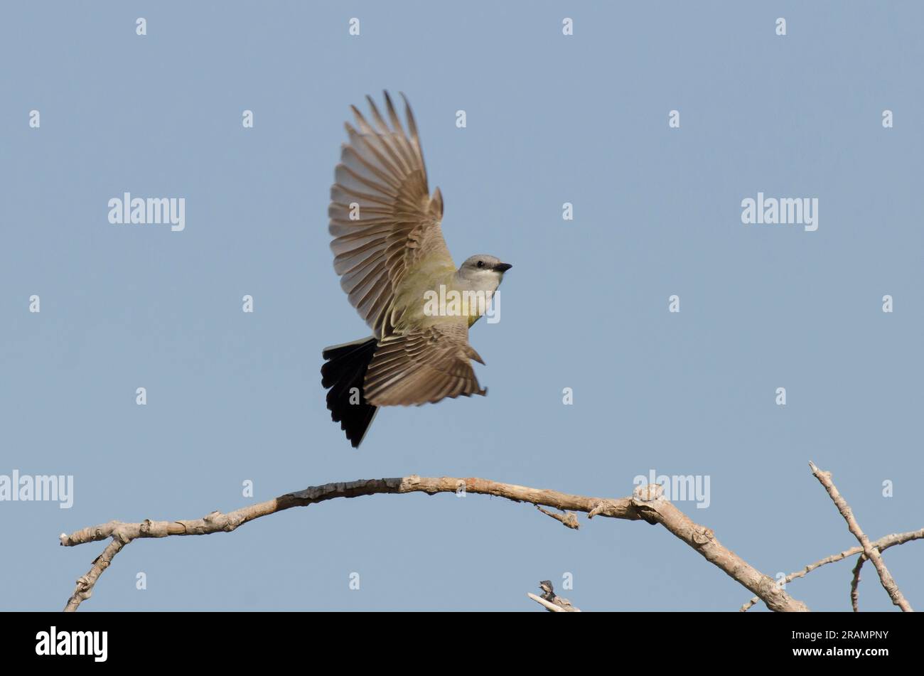 Taking flight in the forest hi-res stock photography and images - Alamy