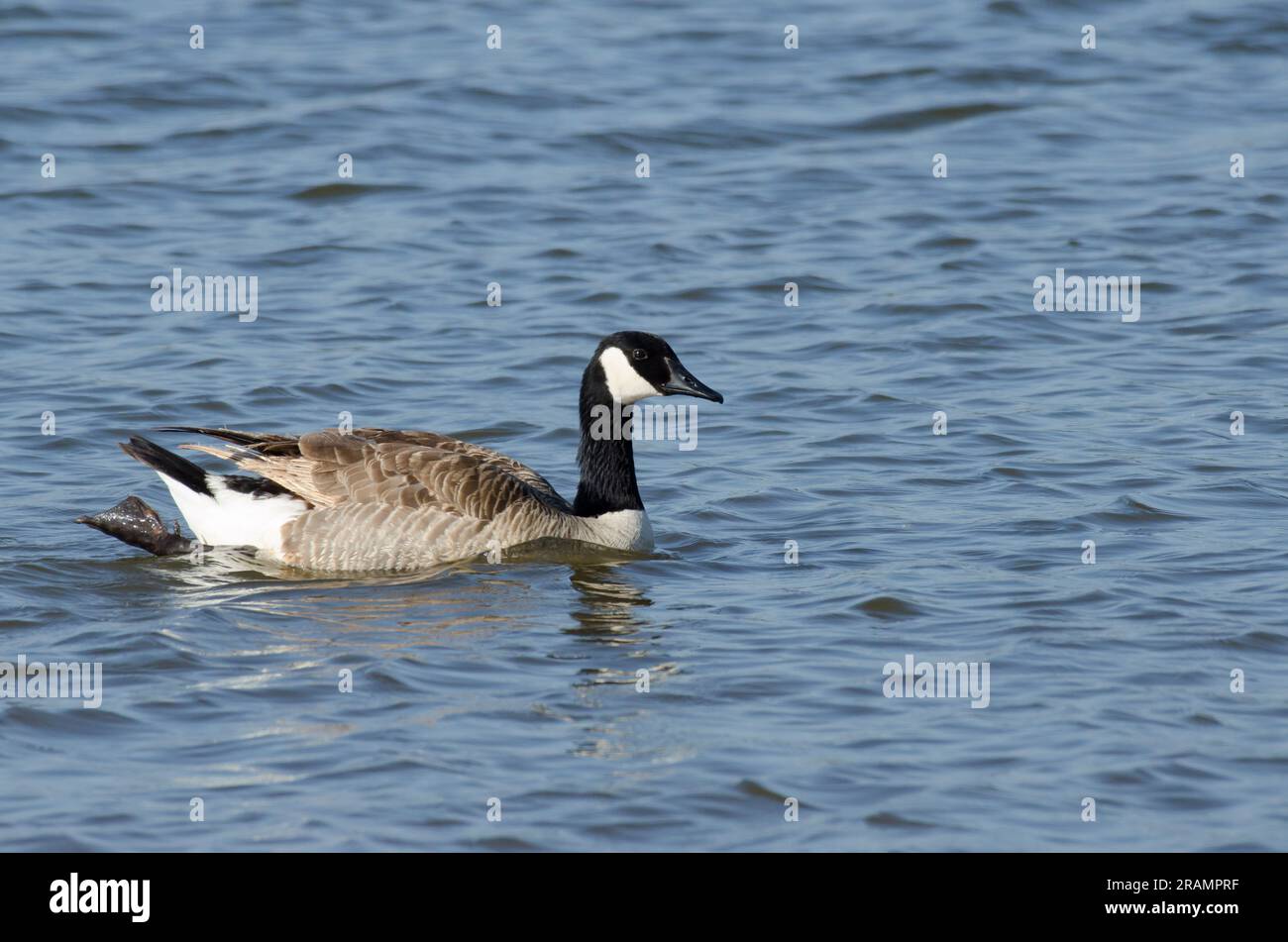 Branta s hi-res stock photography and images - Alamy