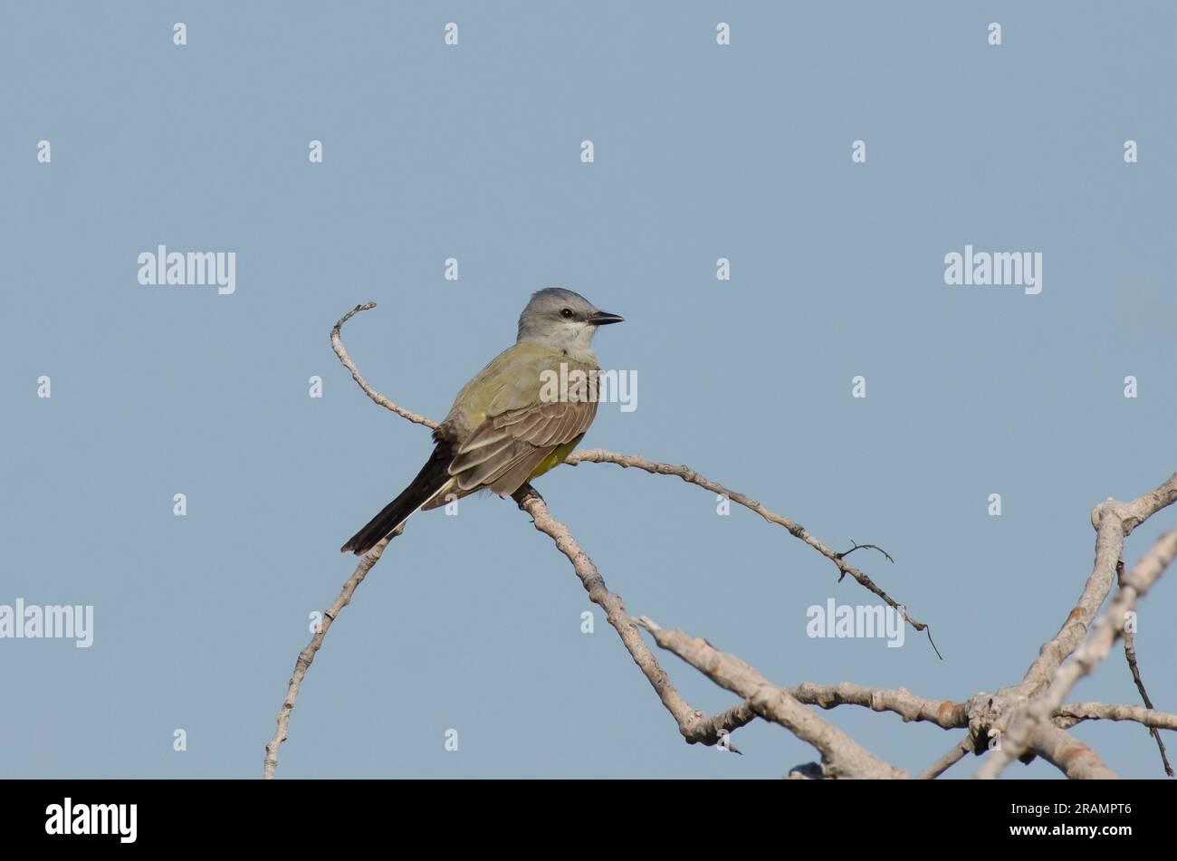 Western Kingbird, Tyrannus verticalis Stock Photo - Alamy